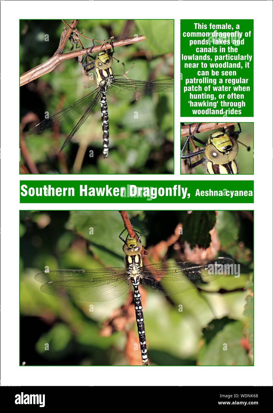 Southern Hawker Dragonfly Female Stock Photos & Southern Hawker ...