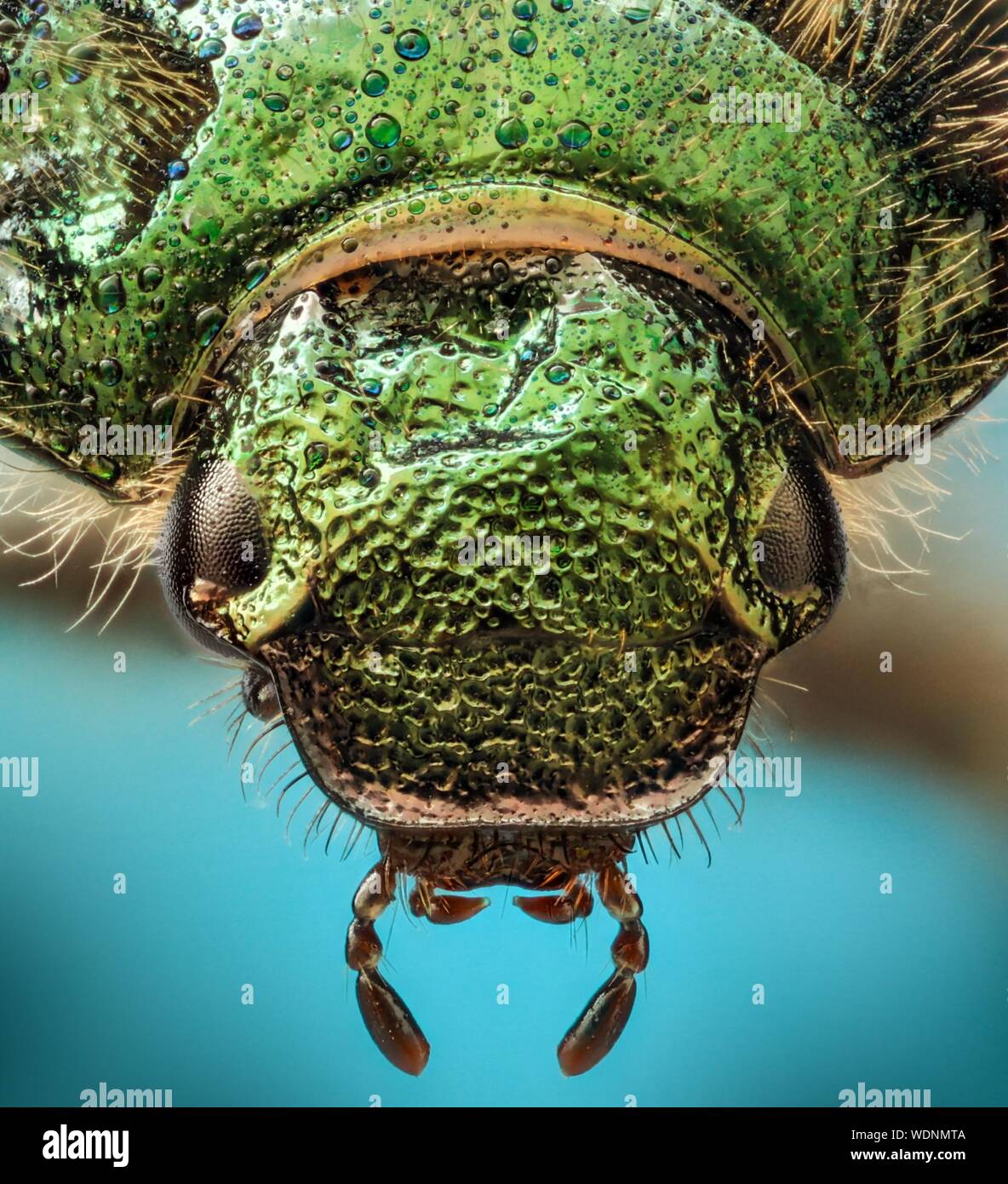 Insect head hi-res stock photography and images - Alamy