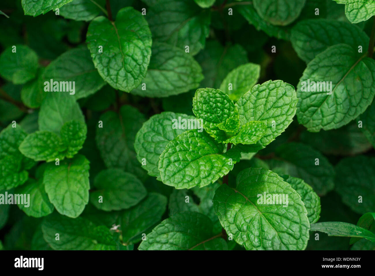 Full mint hi-res stock photography and images - Alamy