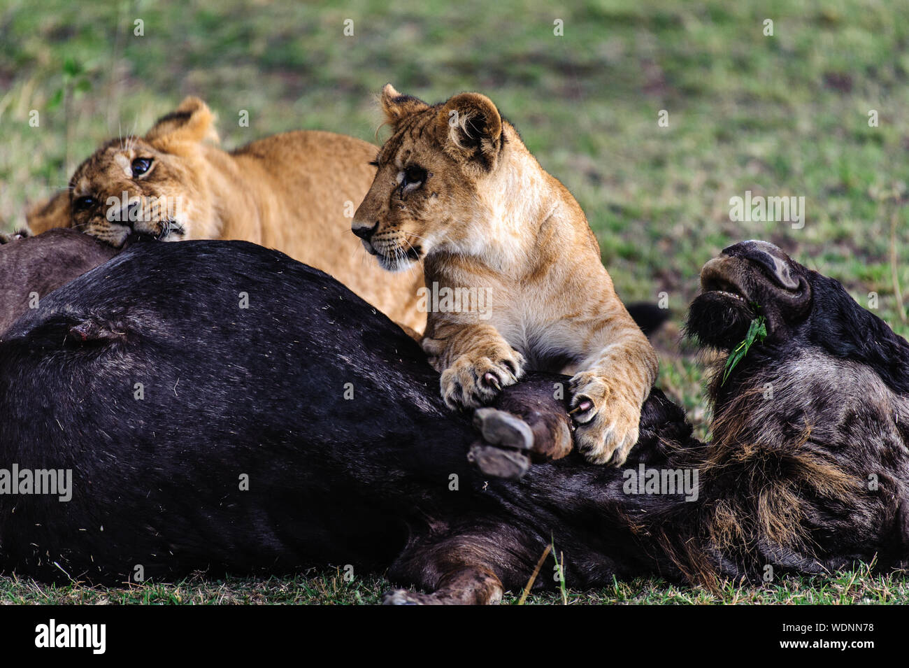 Lion with his prey hi-res stock photography and images - Alamy