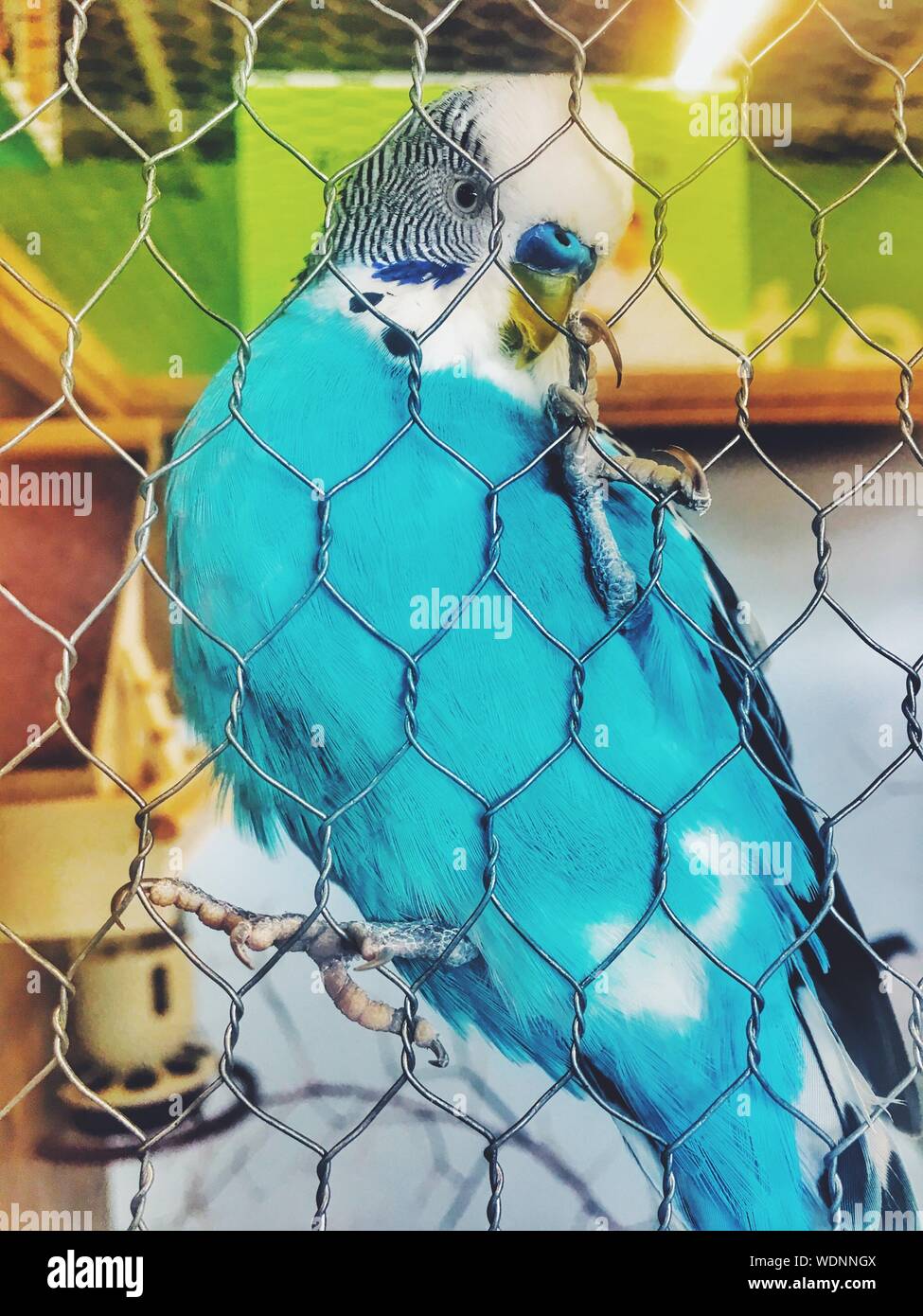 Blue bird cage hi-res stock photography and images - Alamy