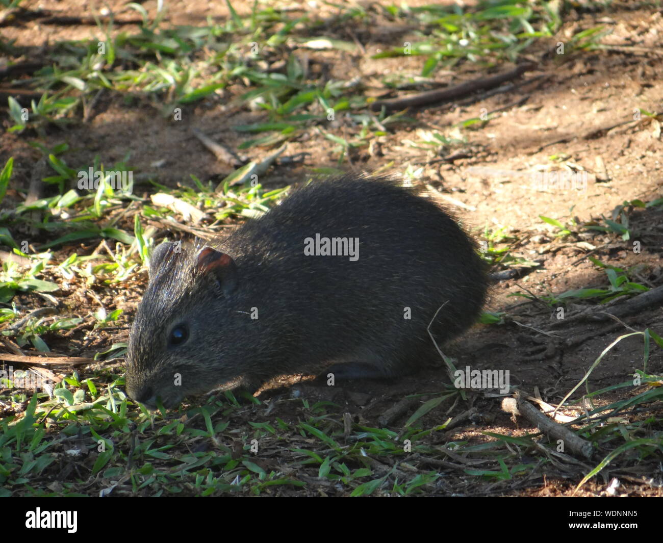 Rat grass close up hi-res stock photography and images - Alamy