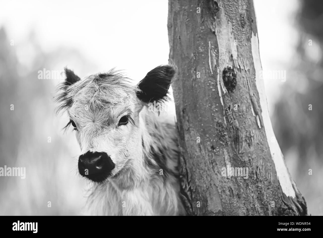 Calf tree hi-res stock photography and images - Alamy