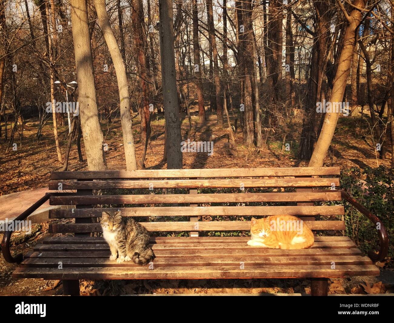 Sitting man made of wood hi-res stock photography and images - Alamy