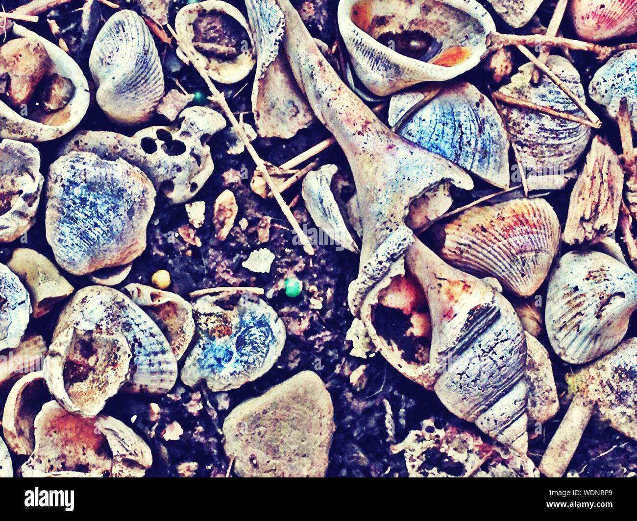 Ground shells hi-res stock photography and images - Alamy