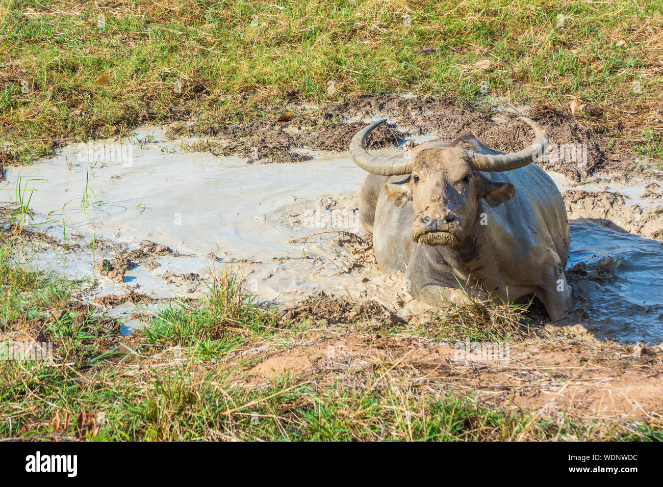 Portrait domestic water buffalo hi-res stock photography and images - Alamy
