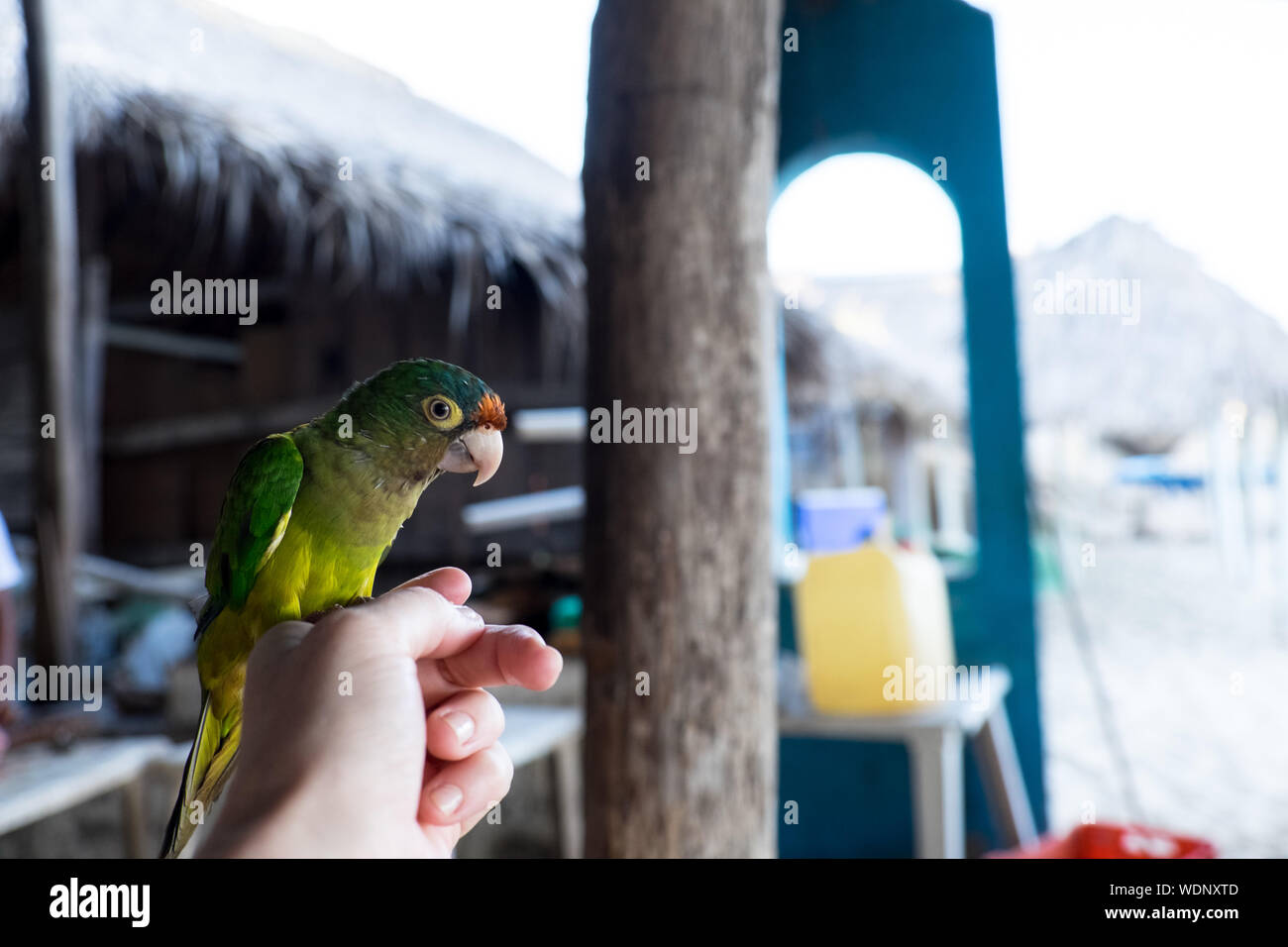 Parrot in wild on hand hi-res stock photography and images - Alamy