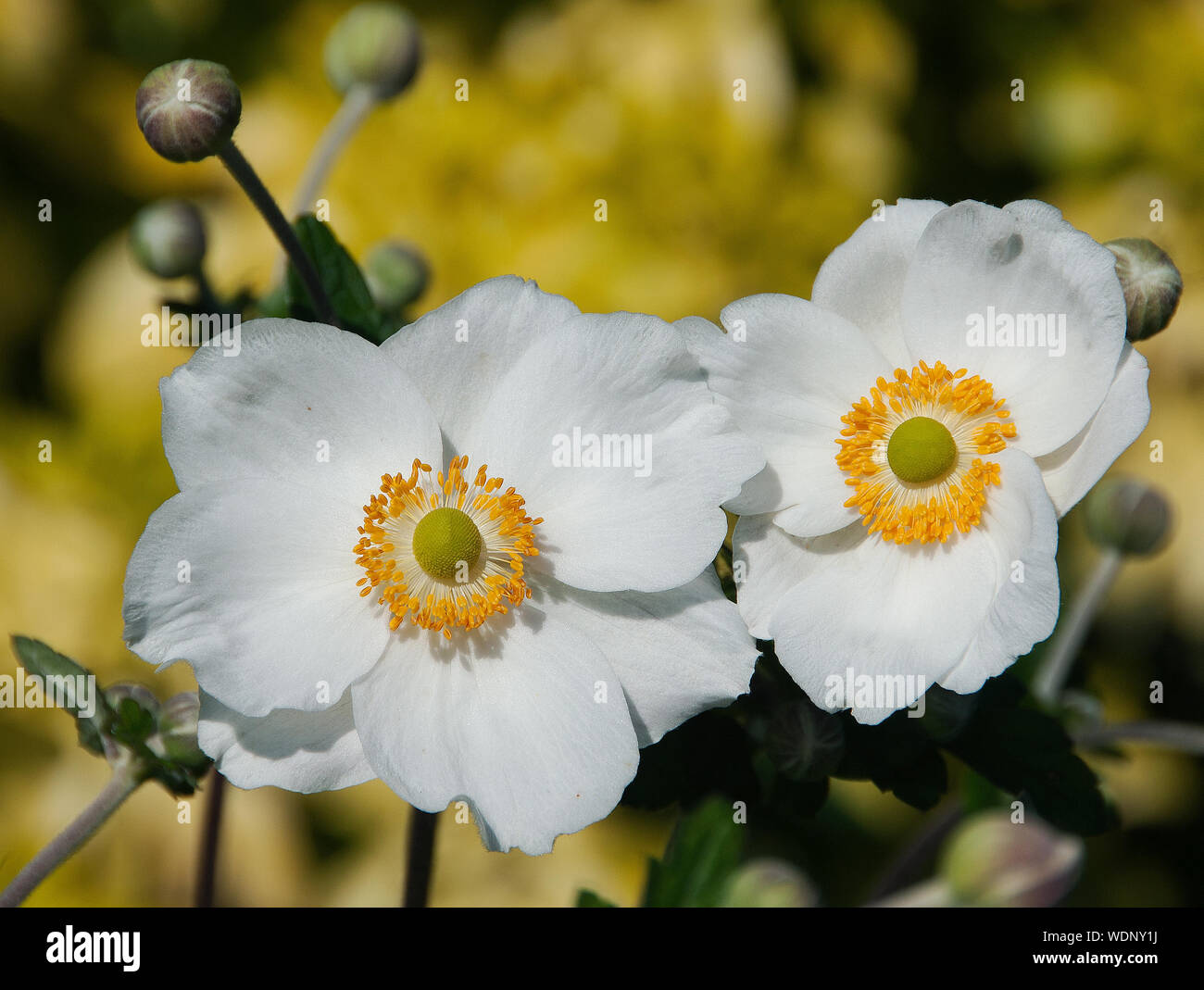 Hybrid japanese anemone hi-res stock photography and images - Alamy
