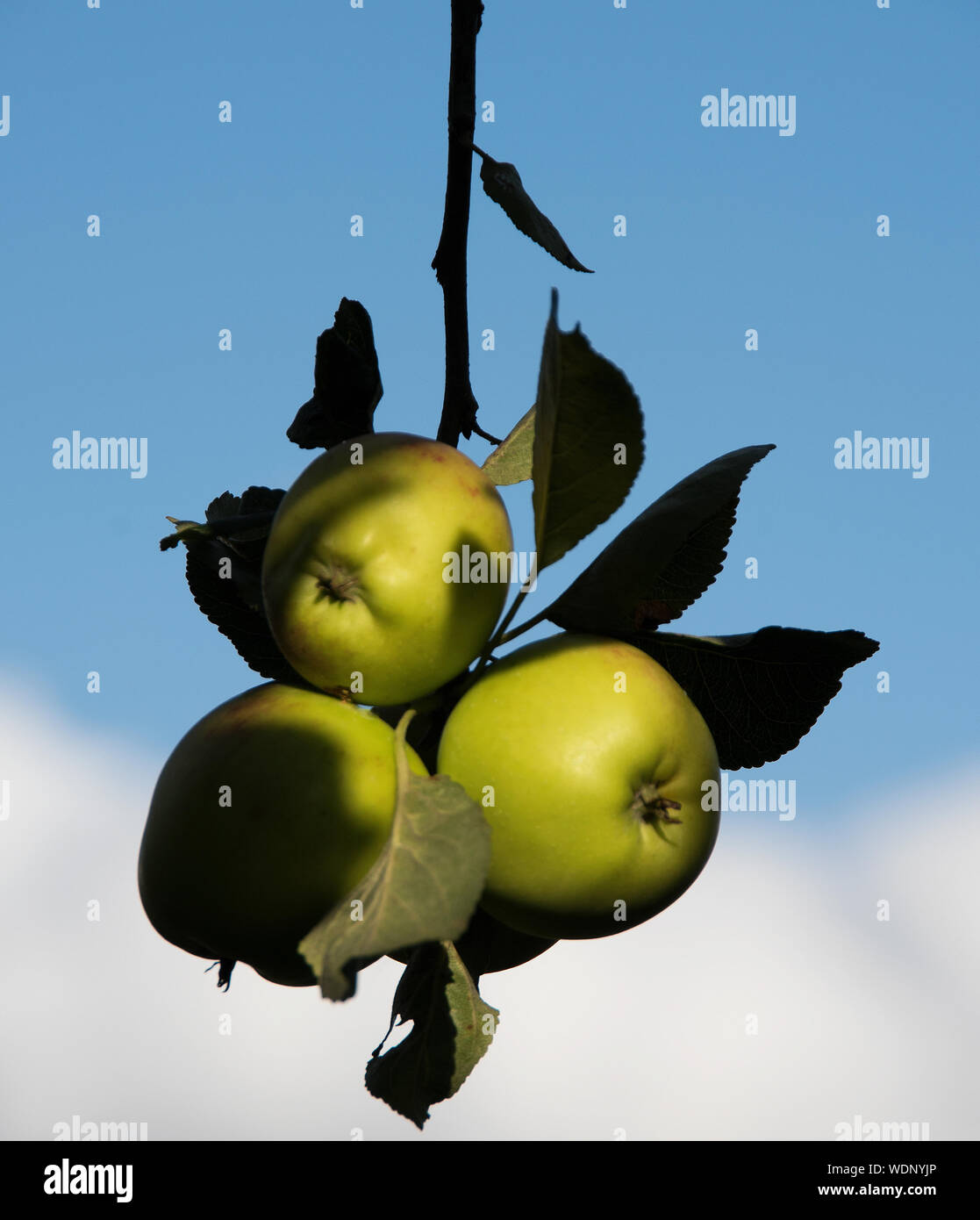 Apple early victoria hi-res stock photography and images - Alamy