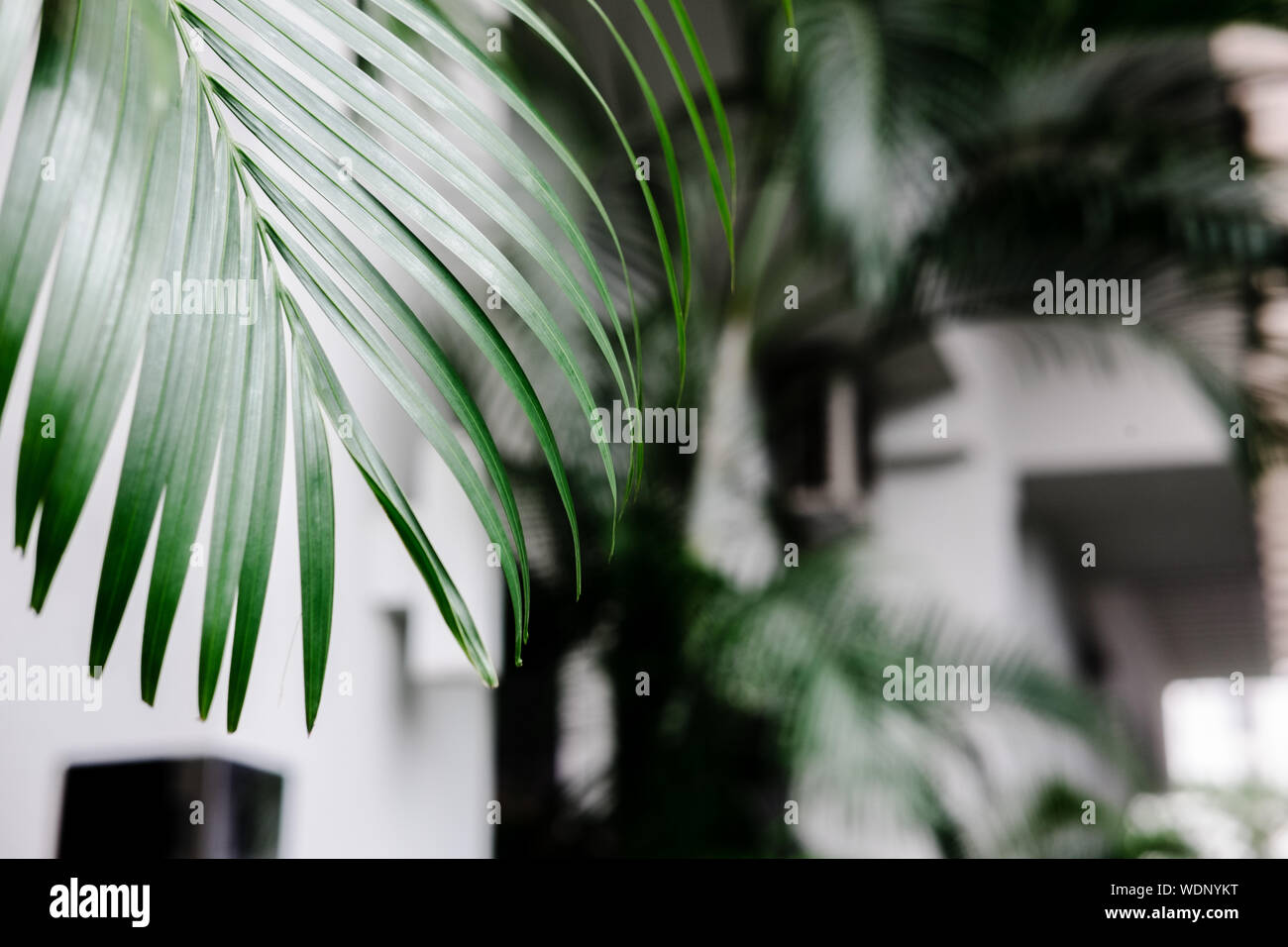 Tropical palm leaves, greenery. Creative layout, toned image filter ...