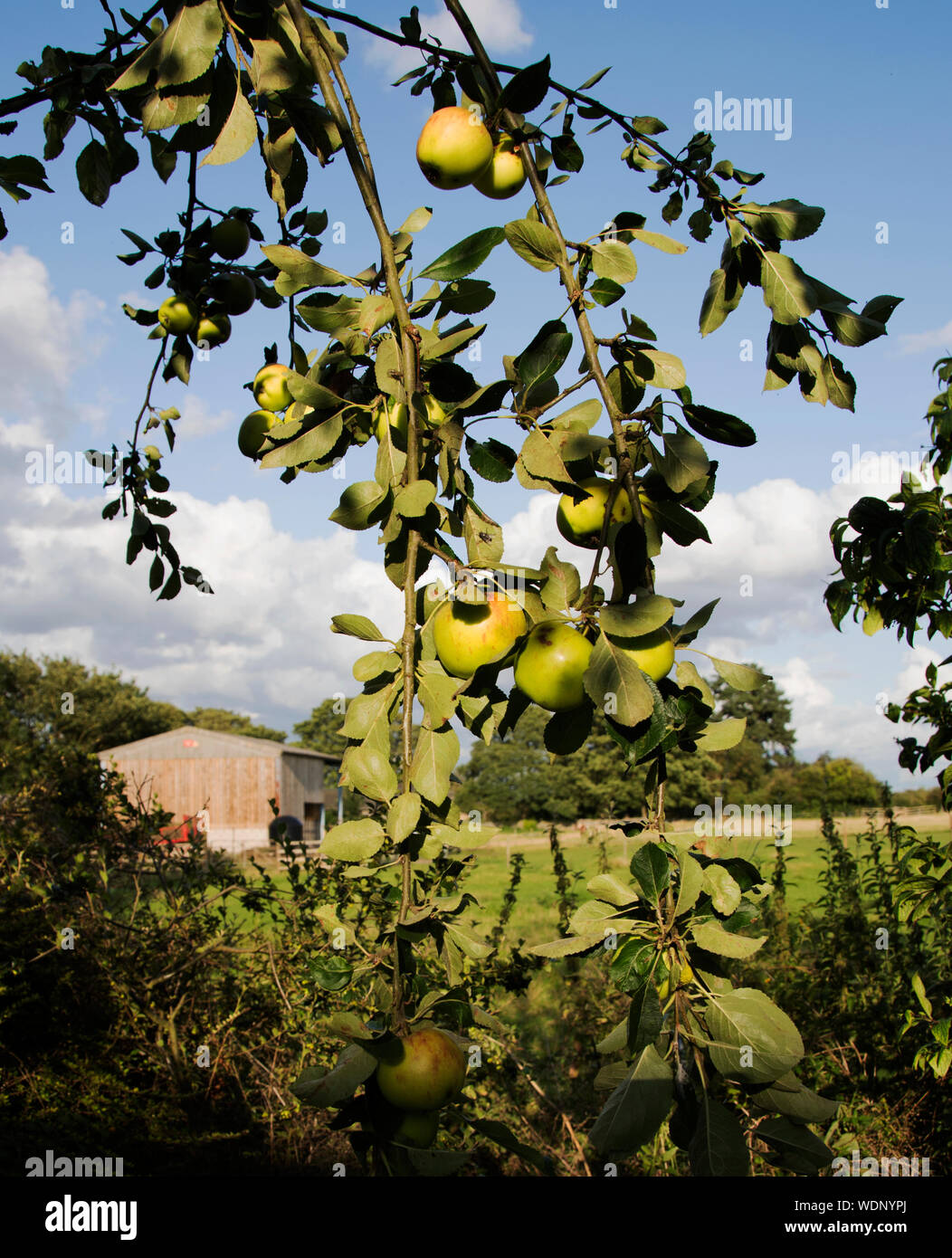 Orchard Barn High Resolution Stock Photography and Images - Alamy