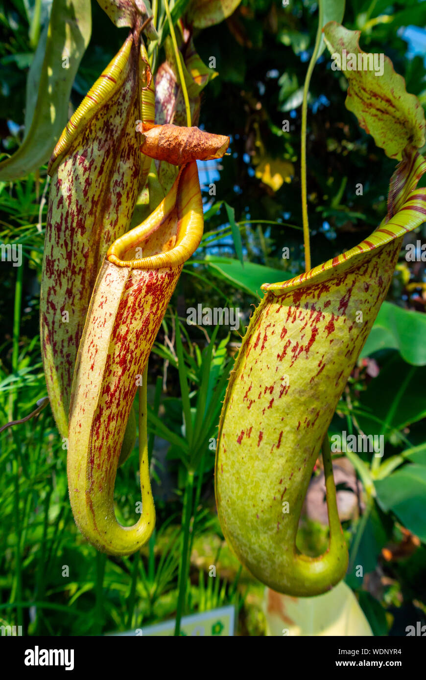 Nepenthes truncata,carnivorous plant,nepenthes truncata Stock Photo - Alamy
