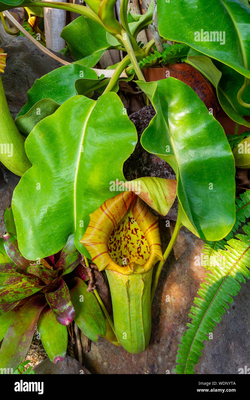 Nepenthes truncata,carnivorous plant,nepenthes truncata Stock Photo - Alamy