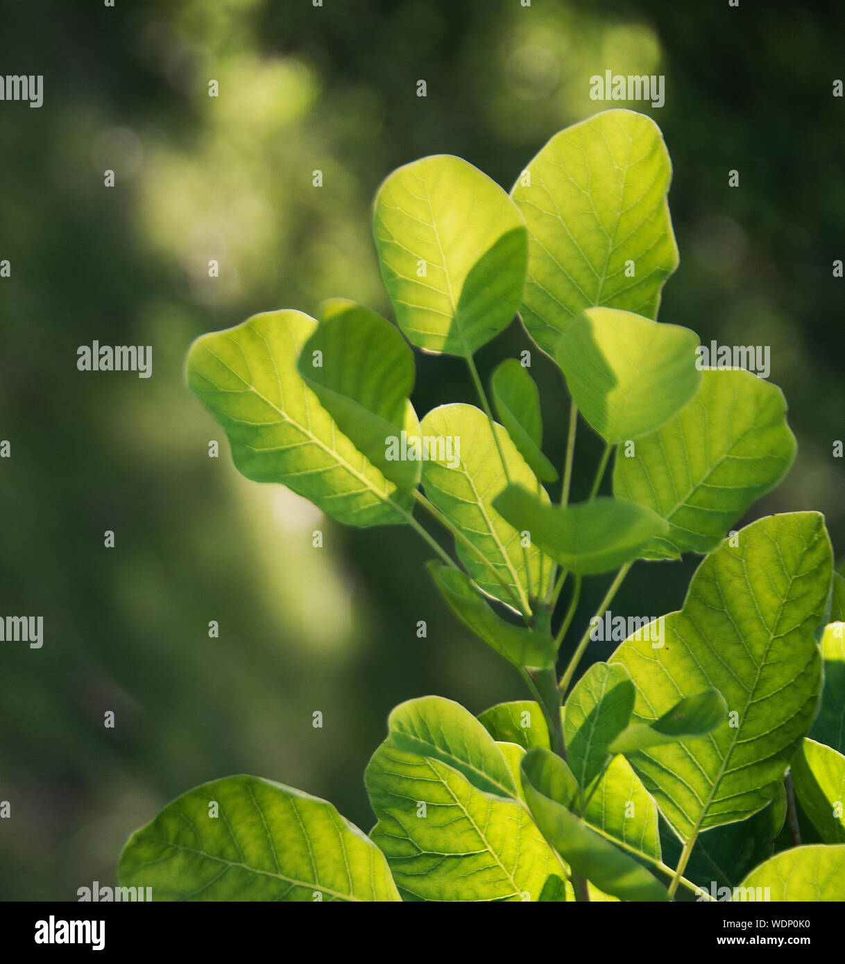 Simple obovate leaves hi-res stock photography and images - Alamy