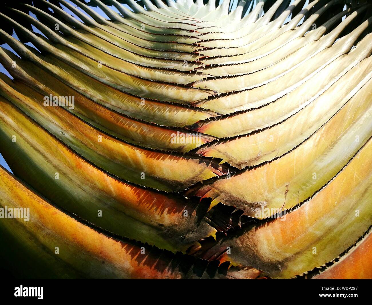 Palm tree ghana hi-res stock photography and images - Alamy