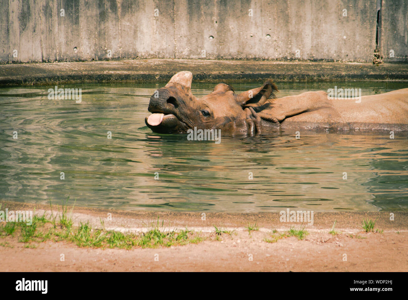 Rhinoceros in water hi-res stock photography and images - Alamy