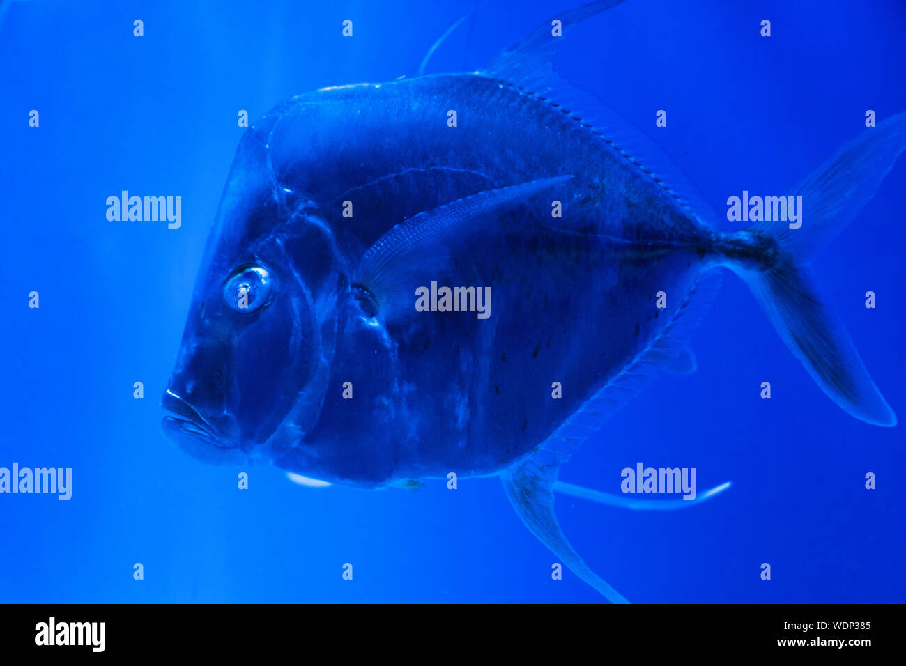 Selena vomer. Fish in the night, sea background for a screensaver Stock ...