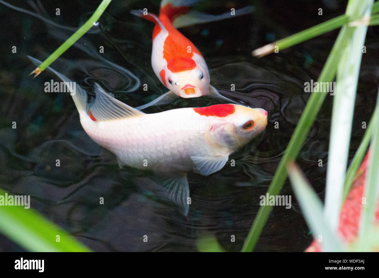 Two koi swimming hi-res stock photography and images - Alamy