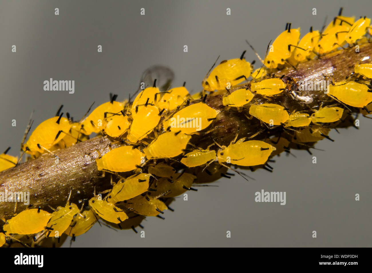 Pea Aphids High Resolution Stock Photography and Images - Alamy