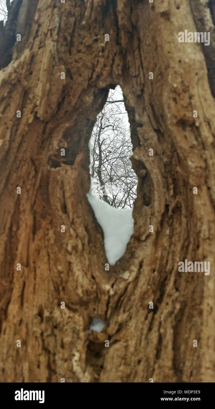 Of tree hole in snow hi-res stock photography and images - Alamy