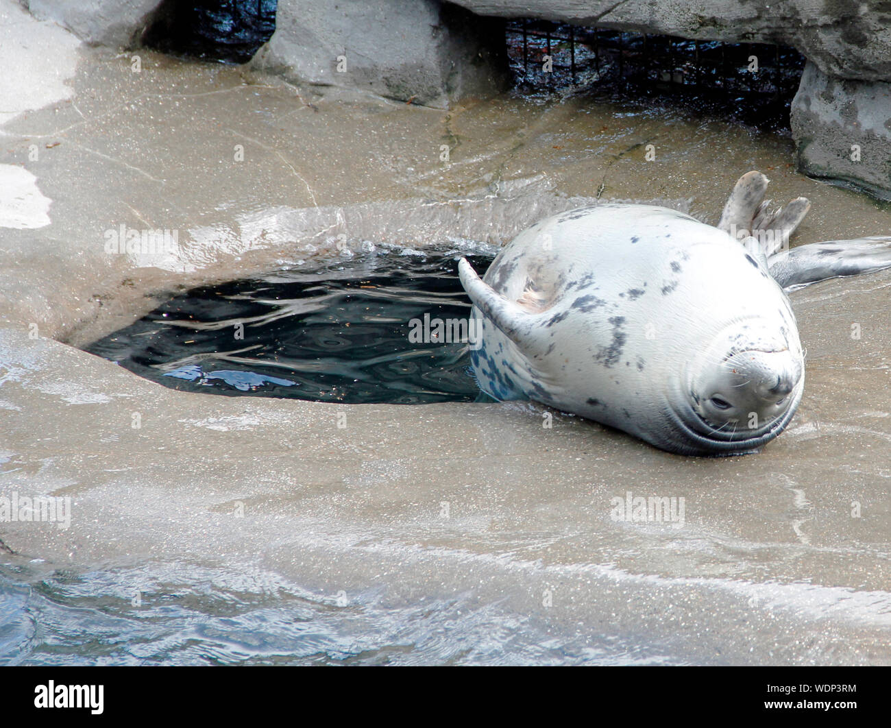Gray seal lying on its back in Latin Halichoerus grypus Stock Photo - Alamy