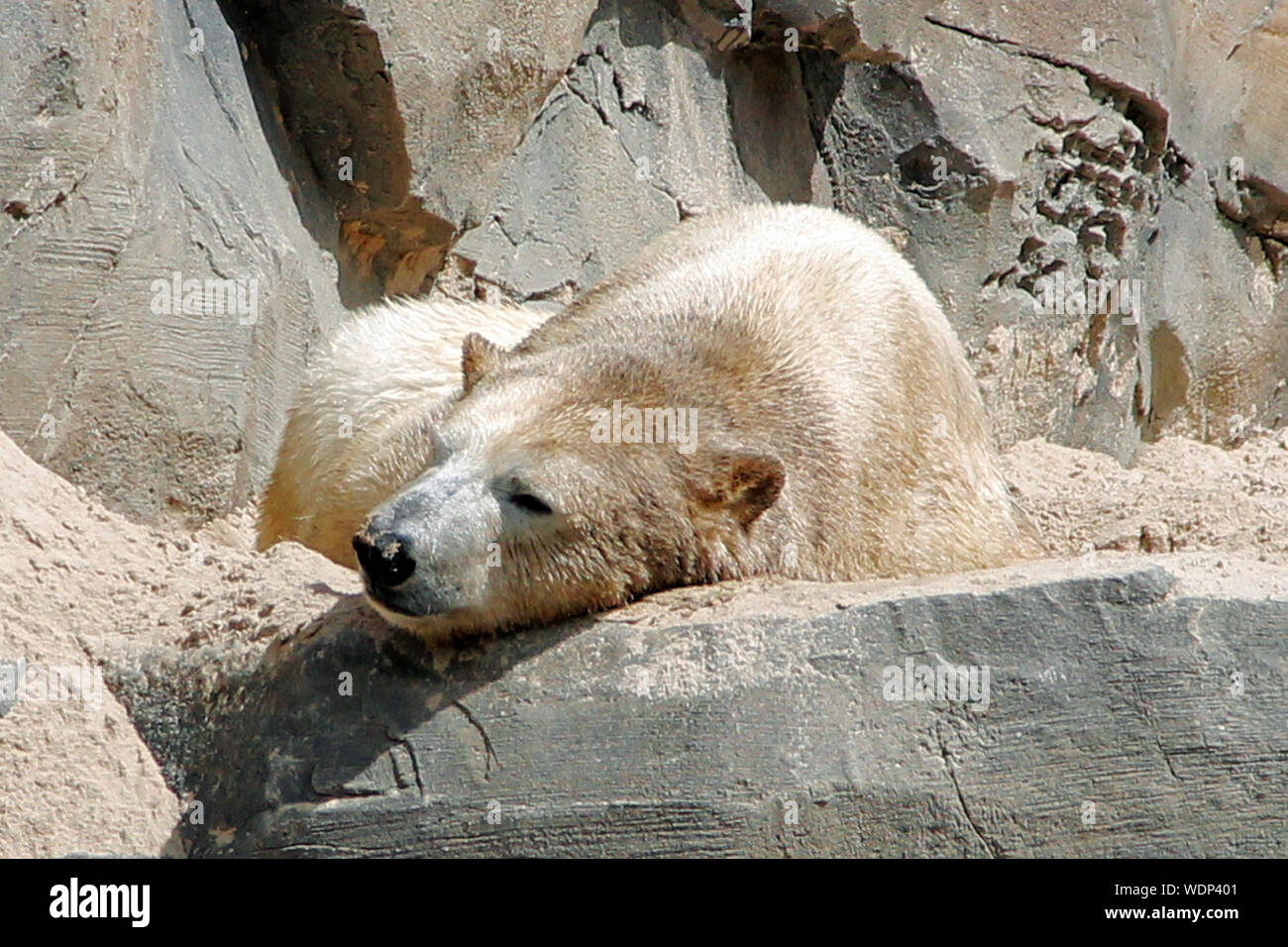 Polar bear lying on a plateau, Latin ursus maritimus Stock Photo - Alamy