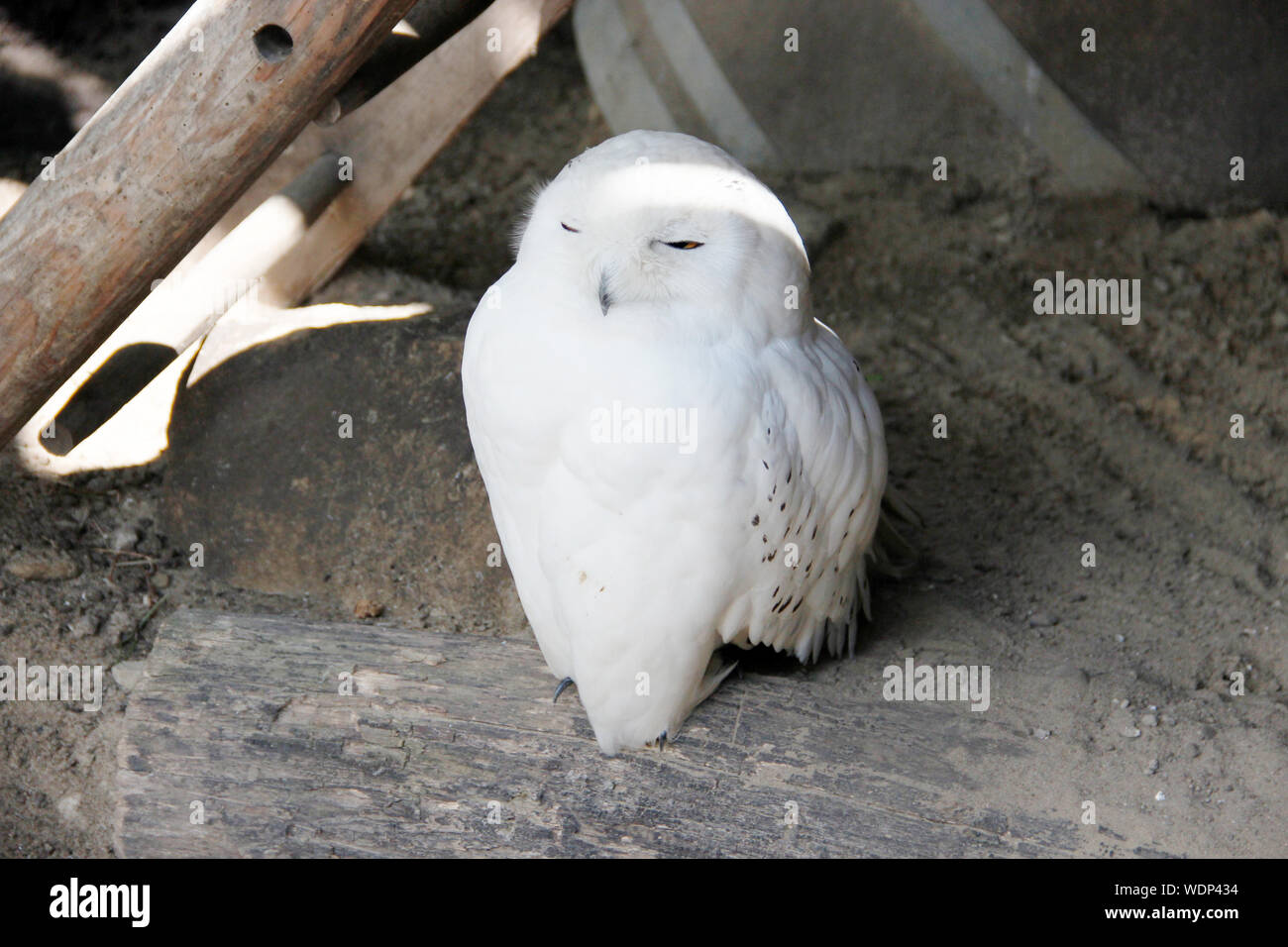 View of a snowy owl in the shelter, Latin Bubo scandiacus Stock Photo ...