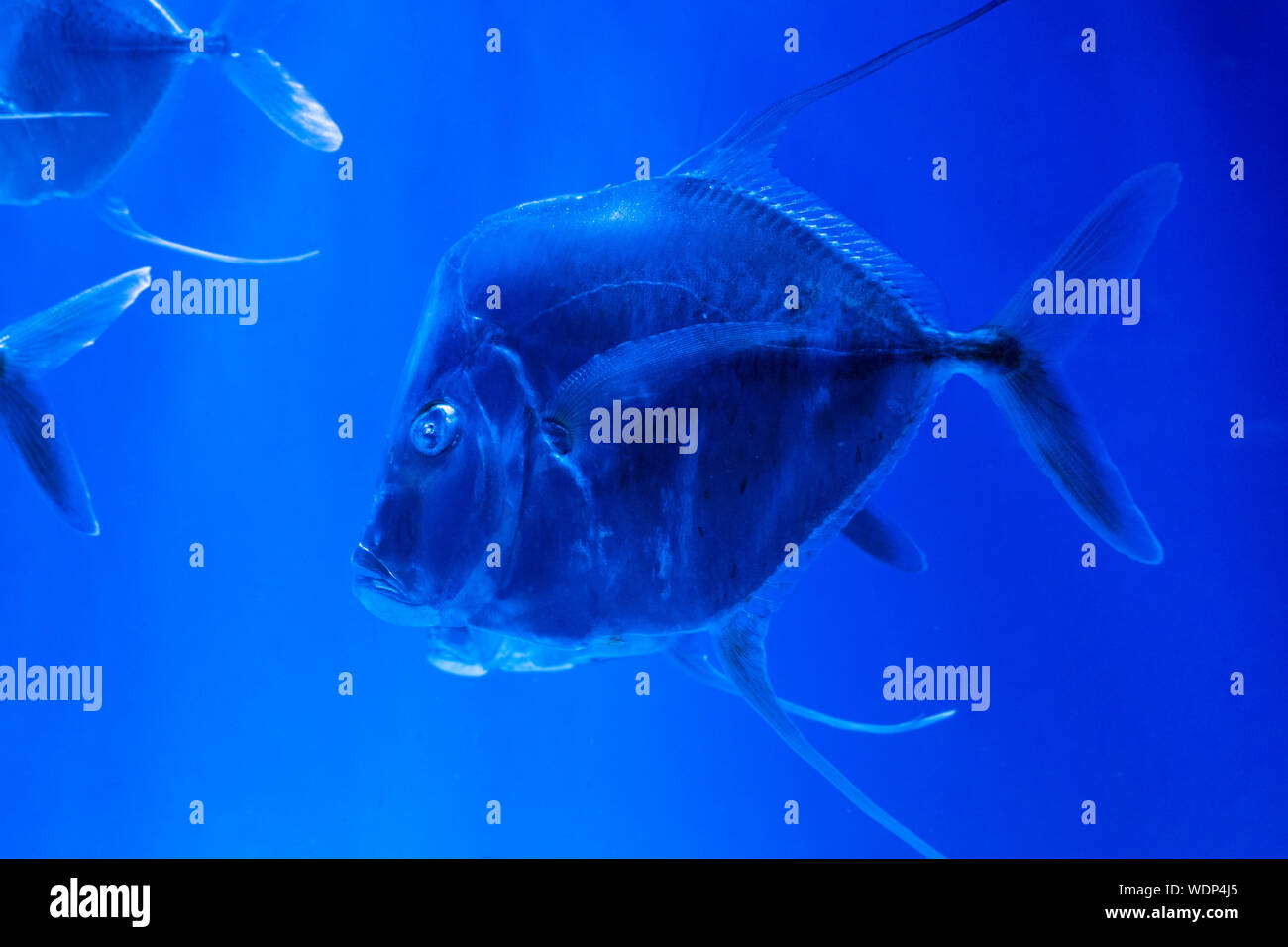 Selena vomer. Fish in the night, sea background for a screensaver Stock ...