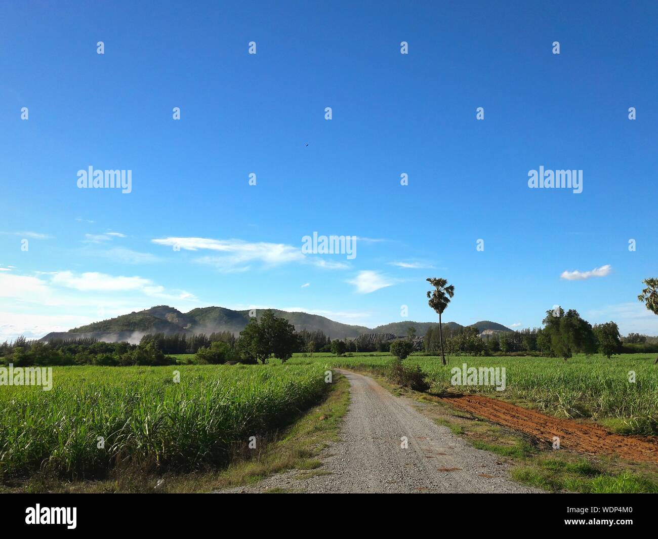 Road in mustard field hi-res stock photography and images - Alamy
