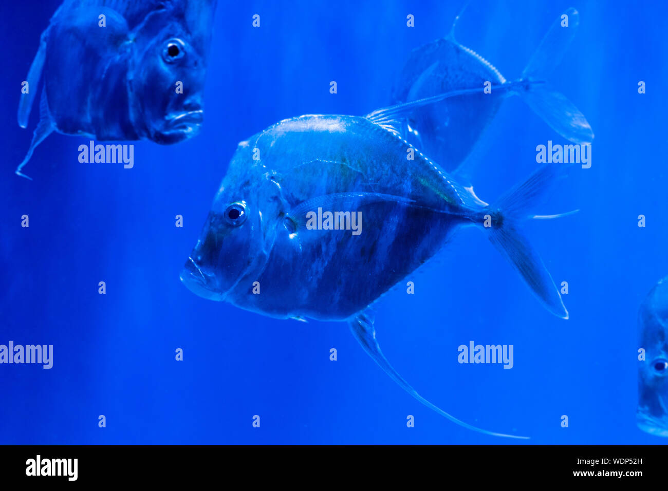 Selena vomer. Fish in the night, sea background for a screensaver Stock ...