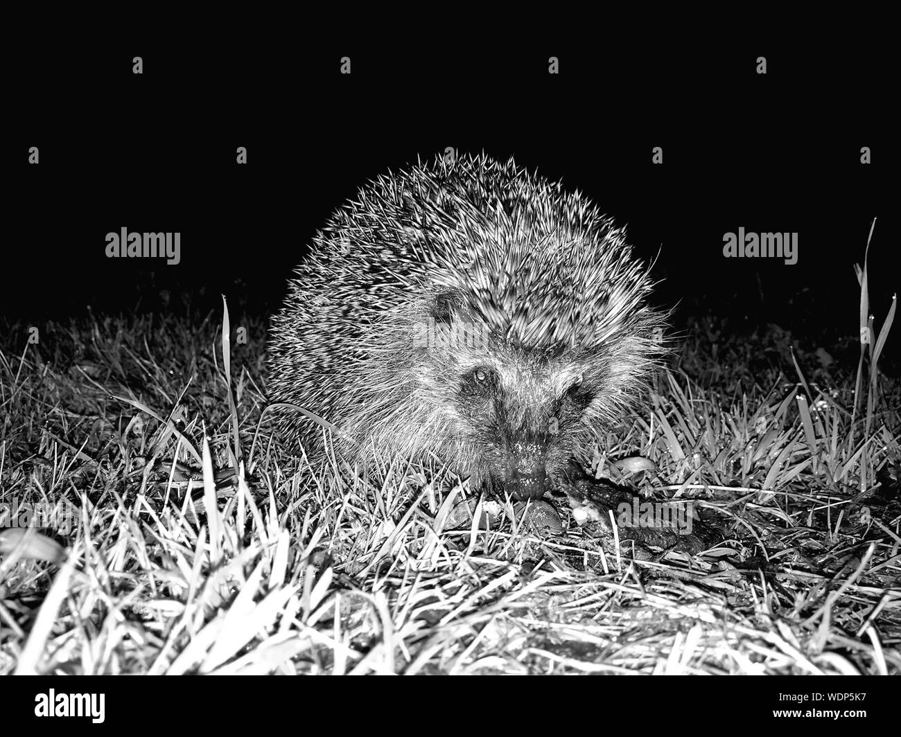 Night hedgehog hi-res stock photography and images - Alamy