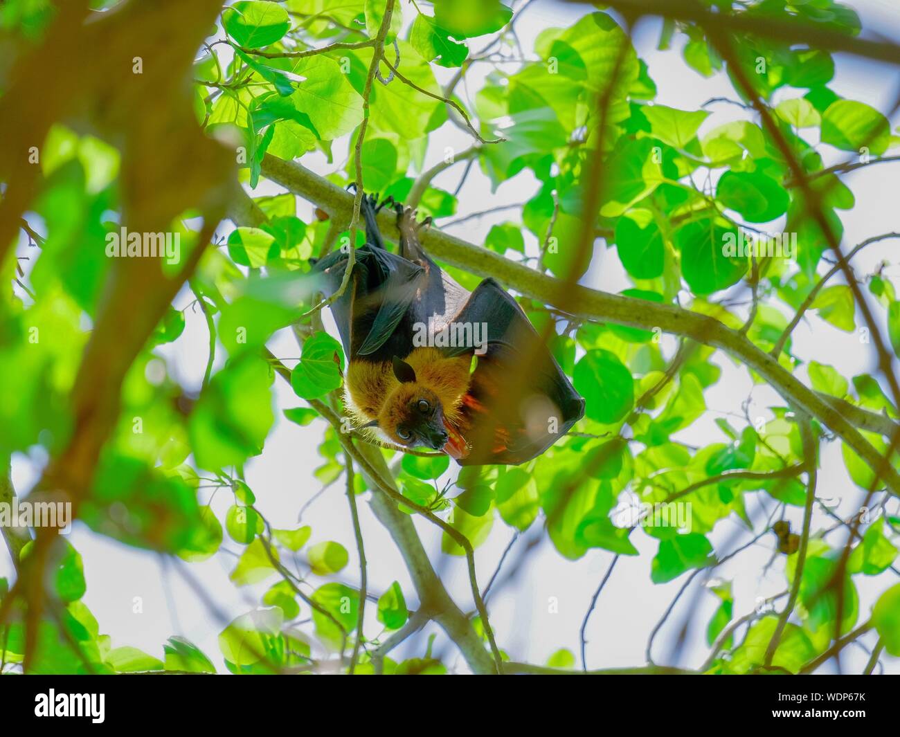 Bat hanging from tree animal wildlife hi-res stock photography and ...