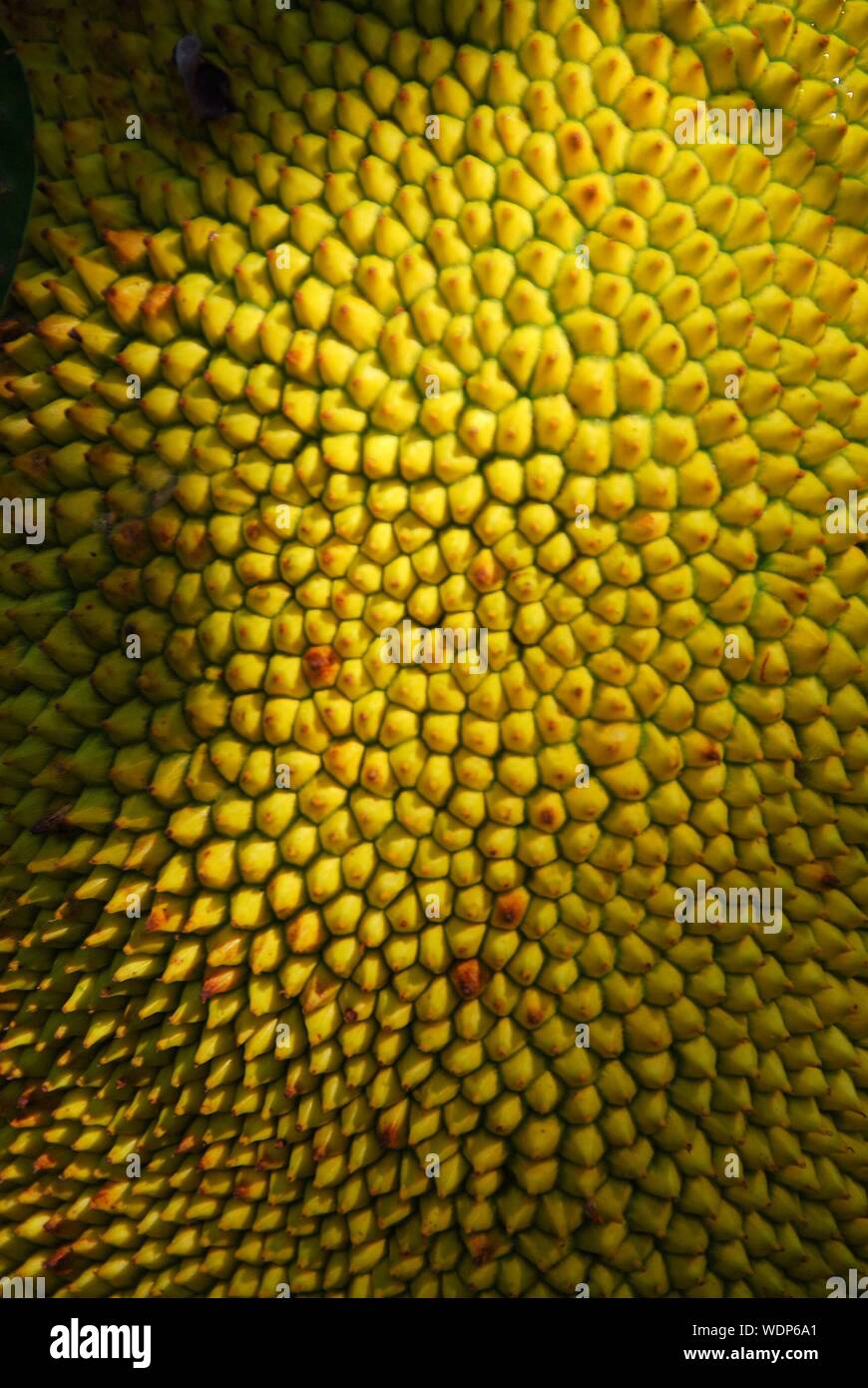 Jackfruit Pattern High Resolution Stock Photography and Images - Alamy