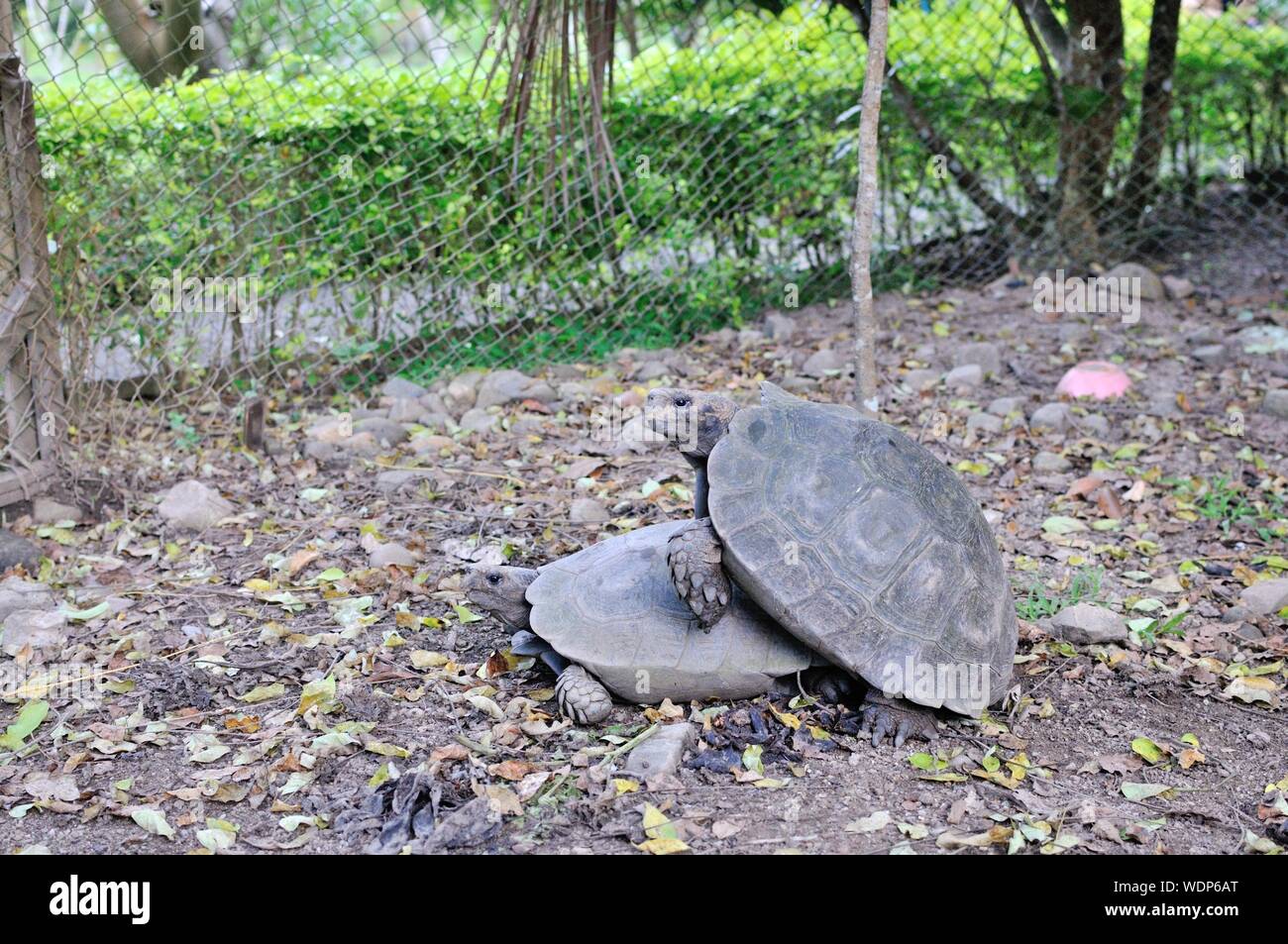 Animals mating at zoo hi-res stock photography and images - Alamy