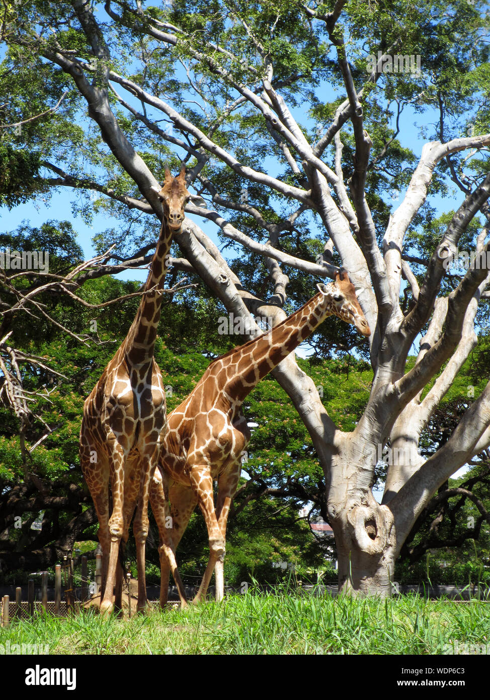 Honolulu zoo hi-res stock photography and images - Alamy