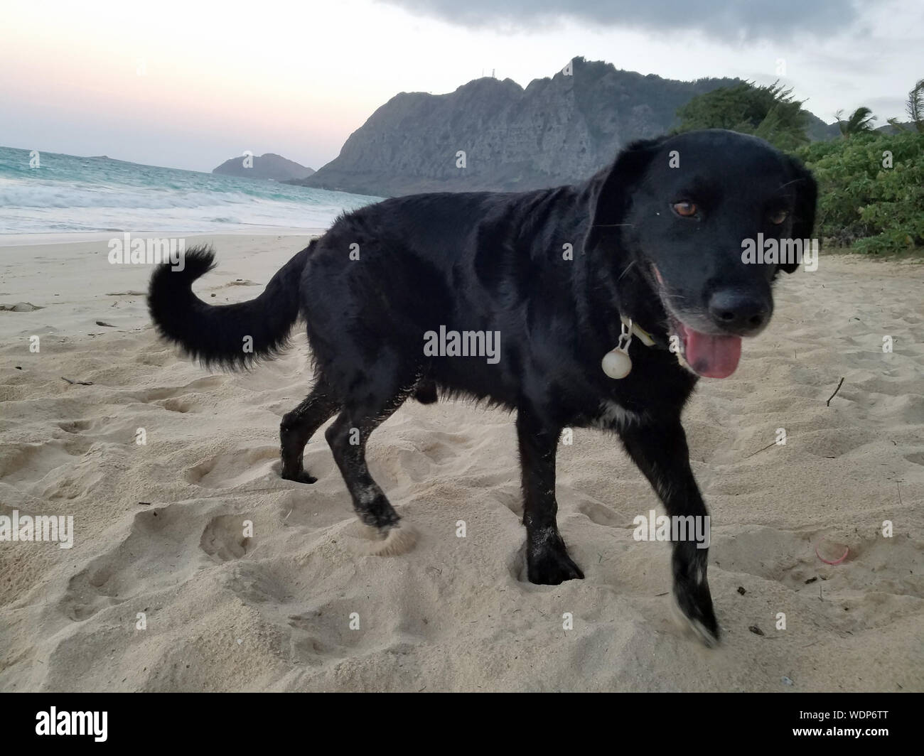 Black retriever Dog with tongue hanging out at at Waimanalo Beach at ...