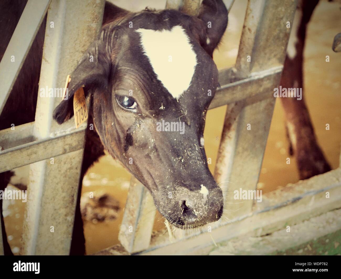 Calf Head High Resolution Stock Photography and Images - Alamy
