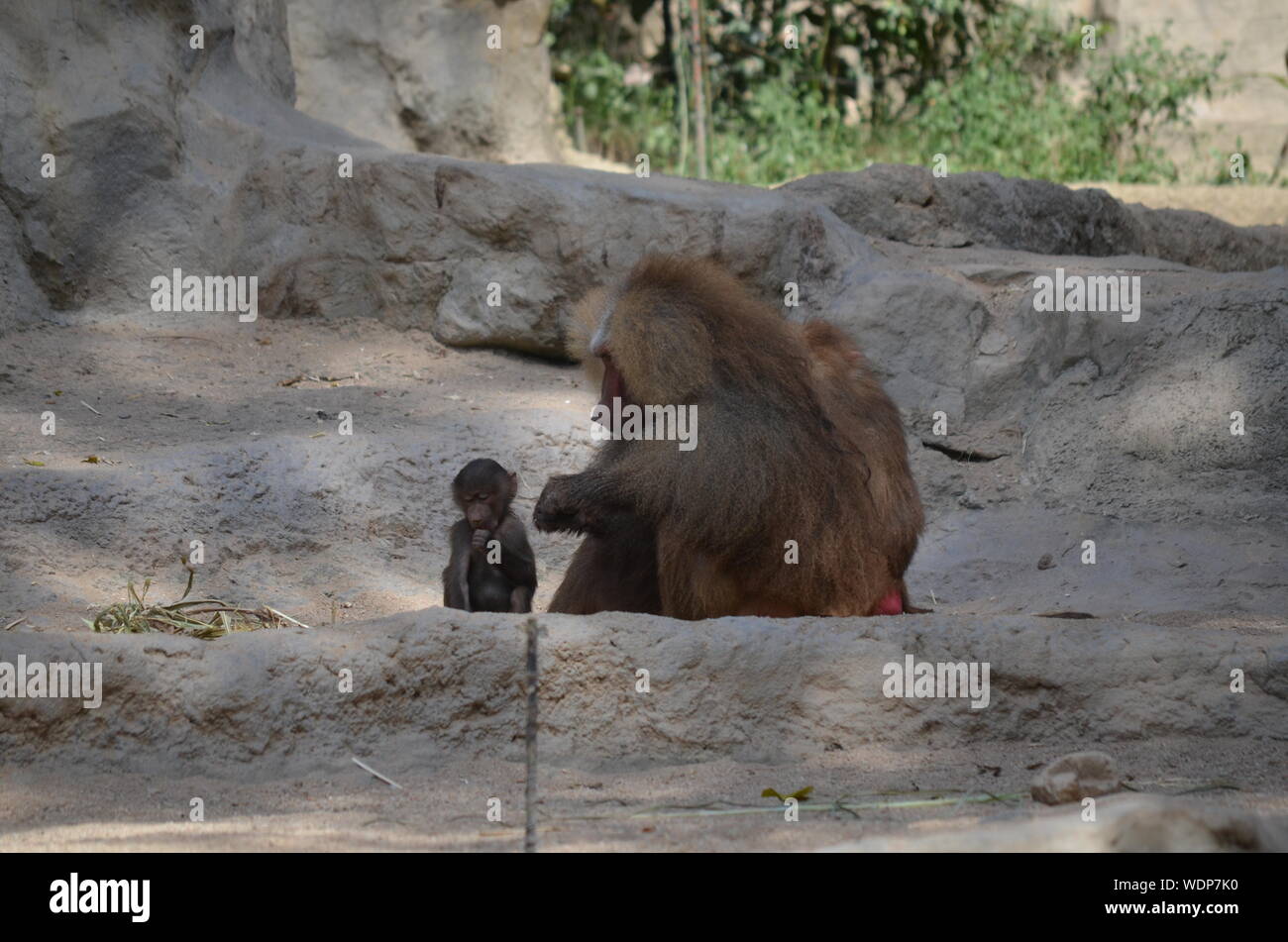 Infant baboons hi-res stock photography and images - Alamy