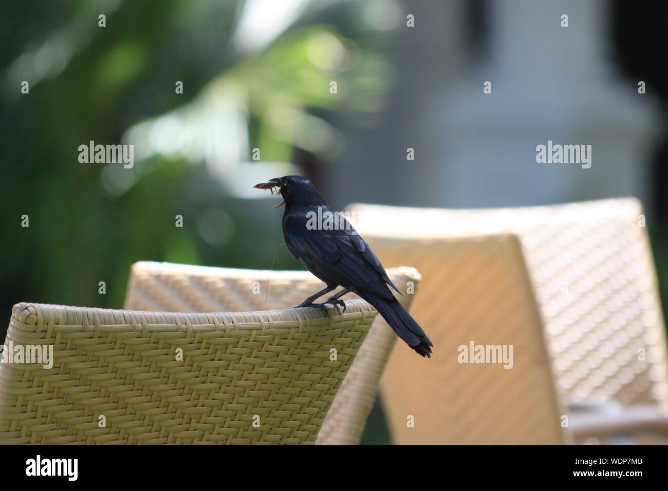 Raven foreground hi-res stock photography and images - Alamy