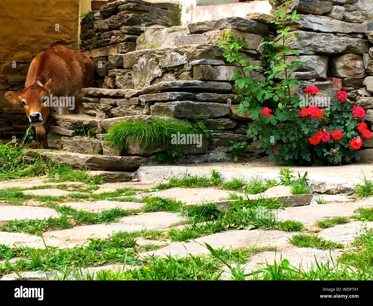 Calf house hi-res stock photography and images - Alamy