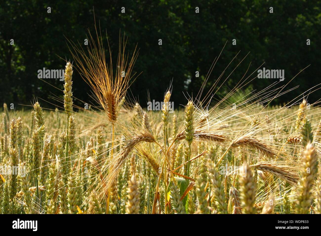 Growing crop of wheat hi-res stock photography and images - Alamy
