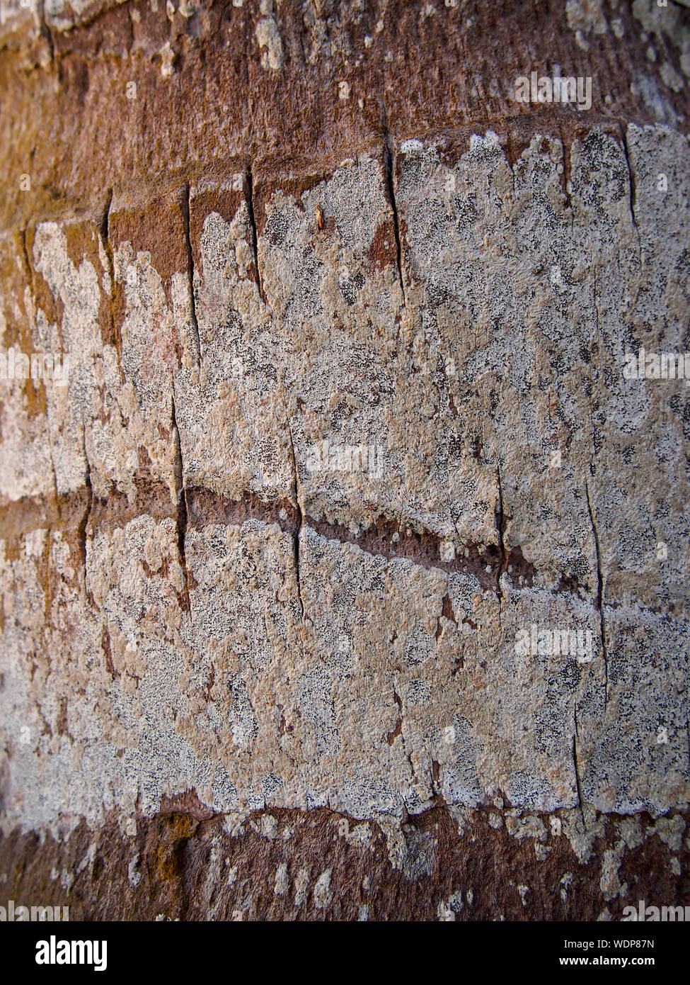 Coconut Tree Bark Close-up Pattern texture Stock Photo - Alamy