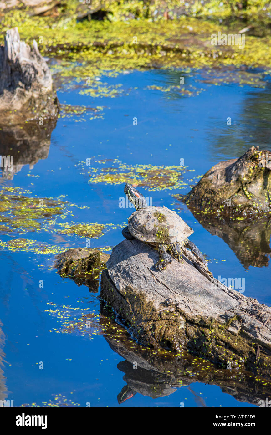 Red-eared Slider (Trachemys scripta elegans) basking in morning on log ...