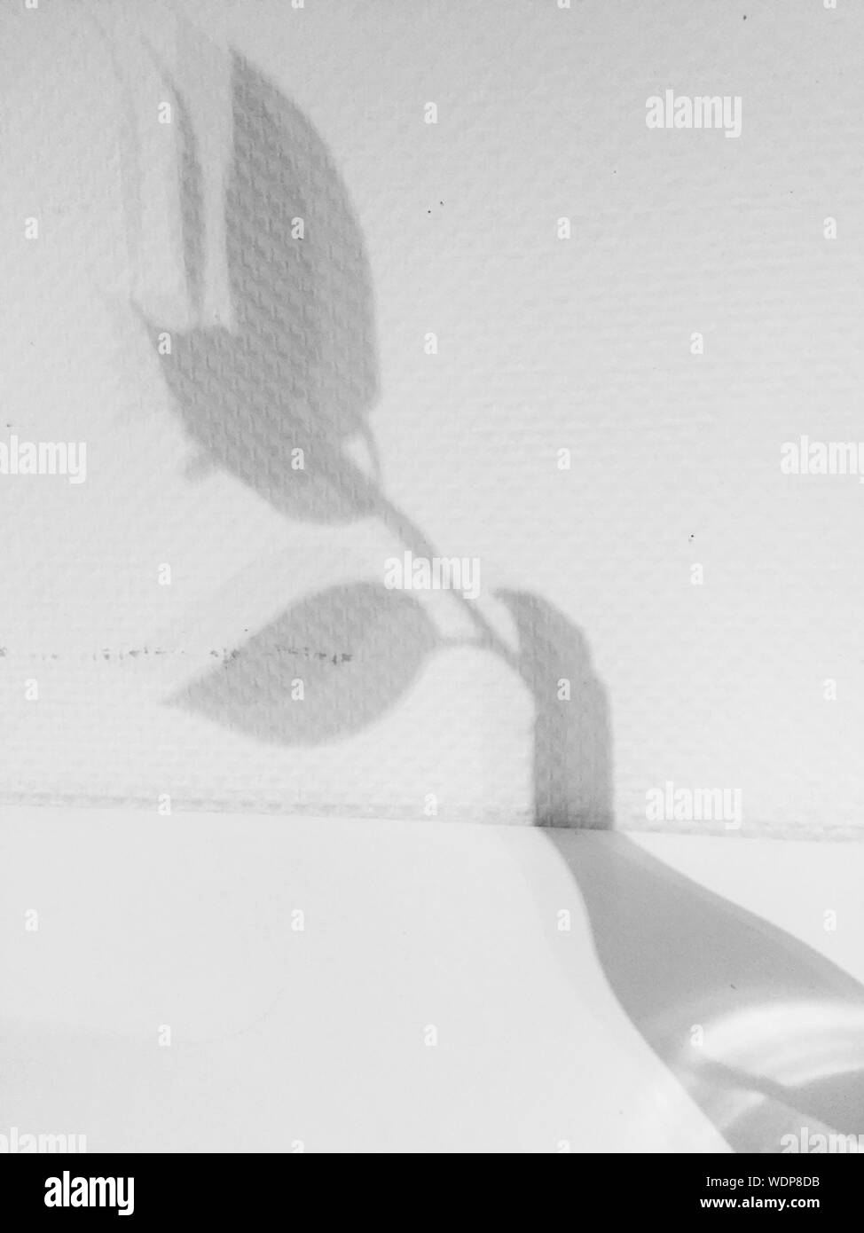 Shadow Of Plants On Wall Stock Photo - Alamy