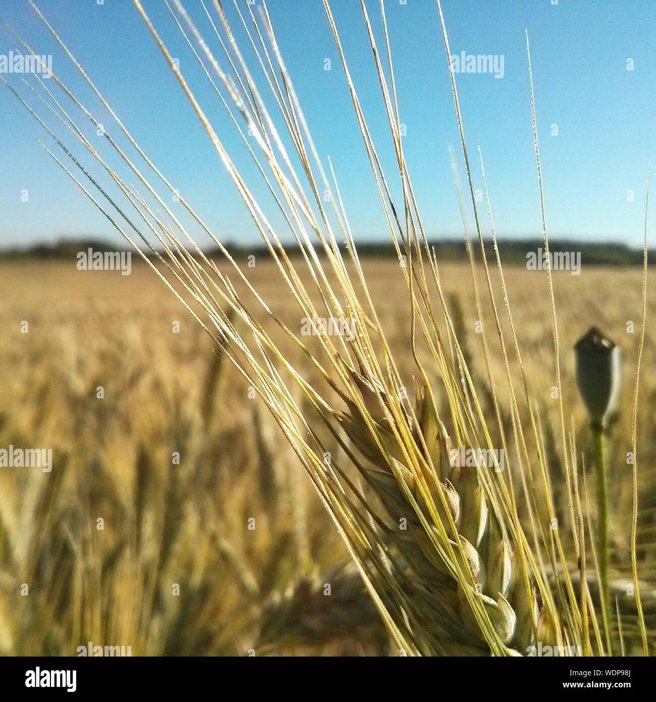 Blade Of Wheat High Resolution Stock Photography and Images - Alamy