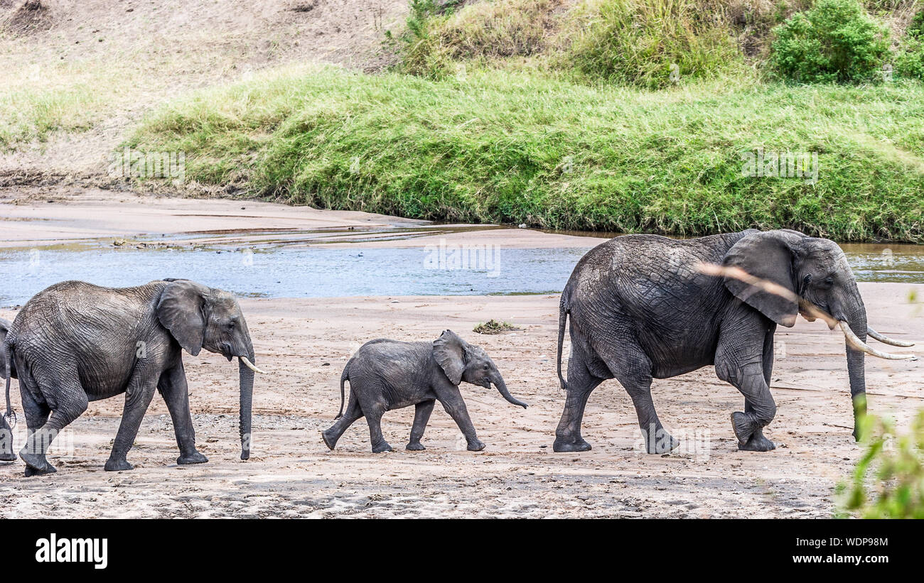 Elephant farm hi-res stock photography and images - Alamy