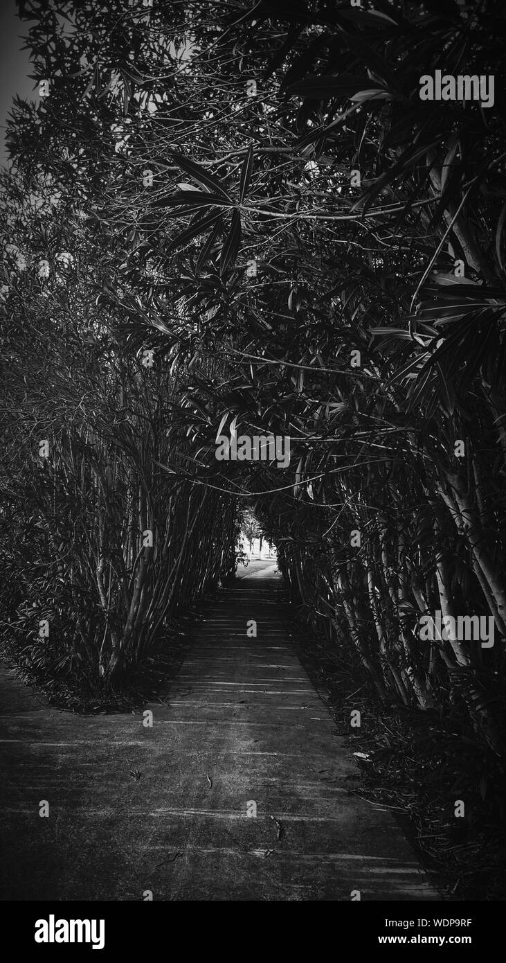 Trees in the dark hi-res stock photography and images - Alamy