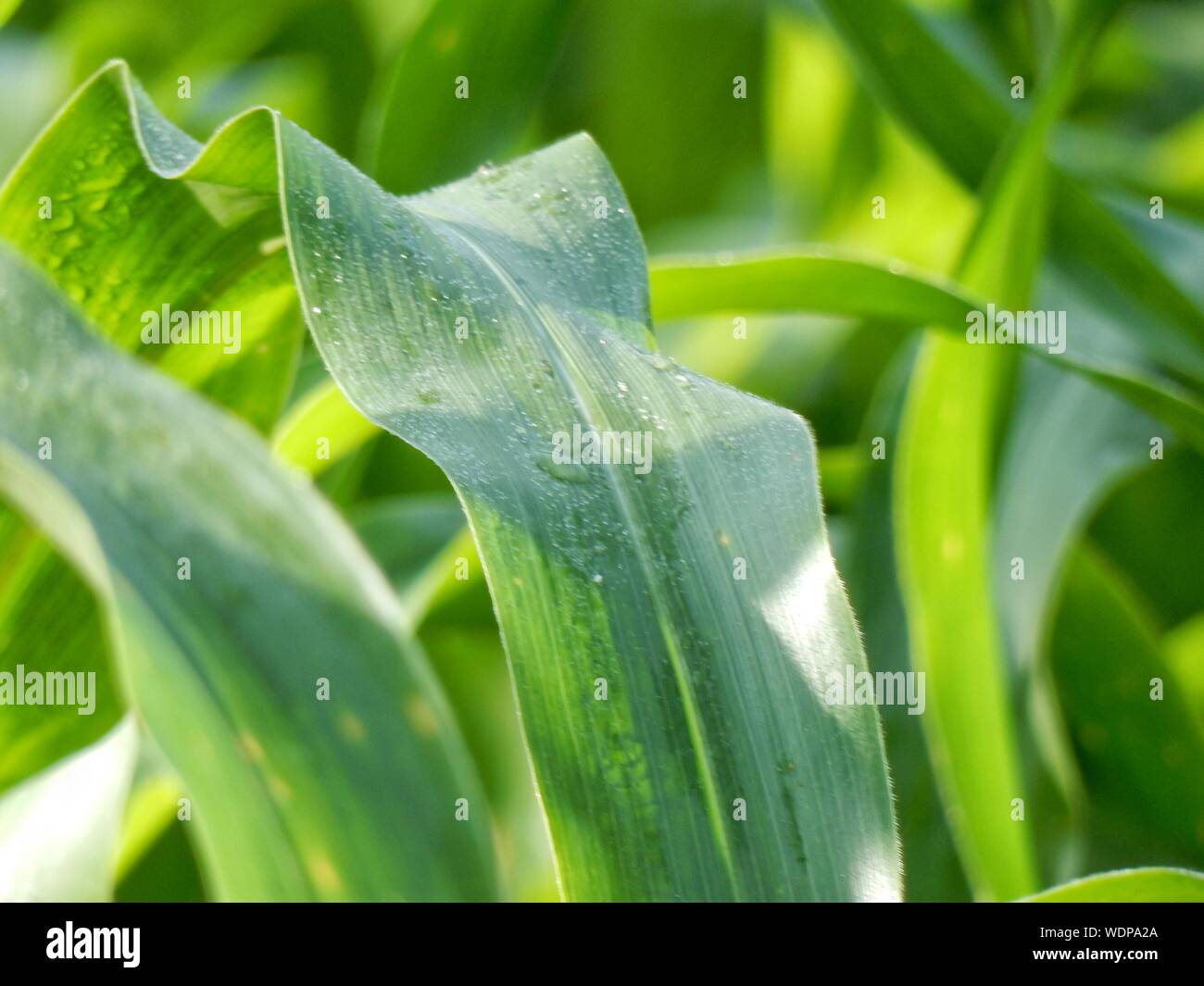 Water on corn leaf hi-res stock photography and images - Alamy