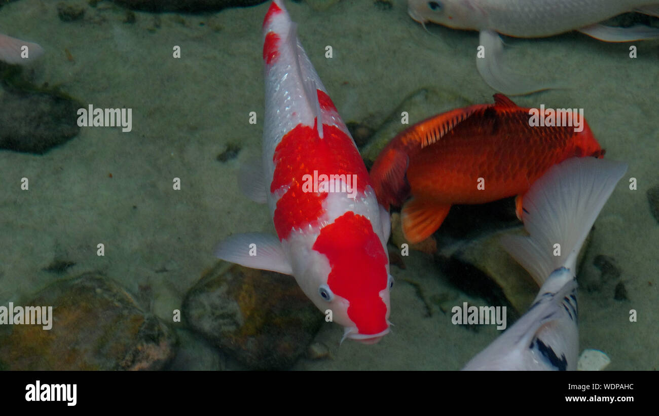 Koi carp fish hi-res stock photography and images - Alamy