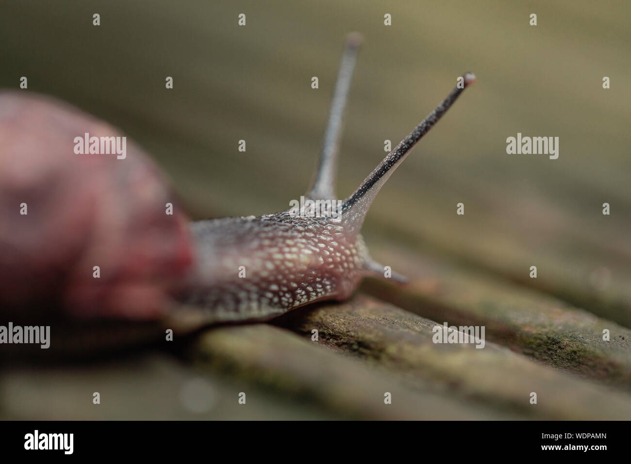 Snail moving hi-res stock photography and images - Alamy